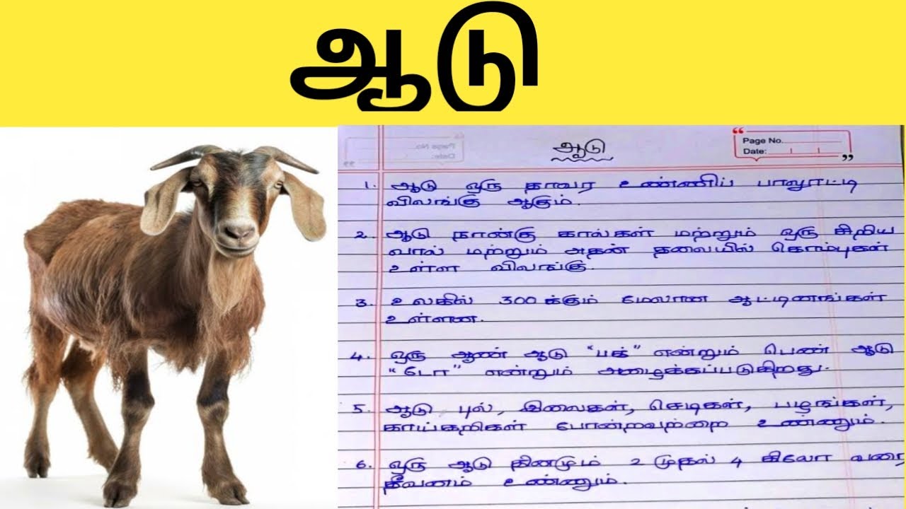 10 lines essay about GOAT 🐐in tamil || 10 வரிகளில் ஆடு தமிழ் கட்டுரை ...