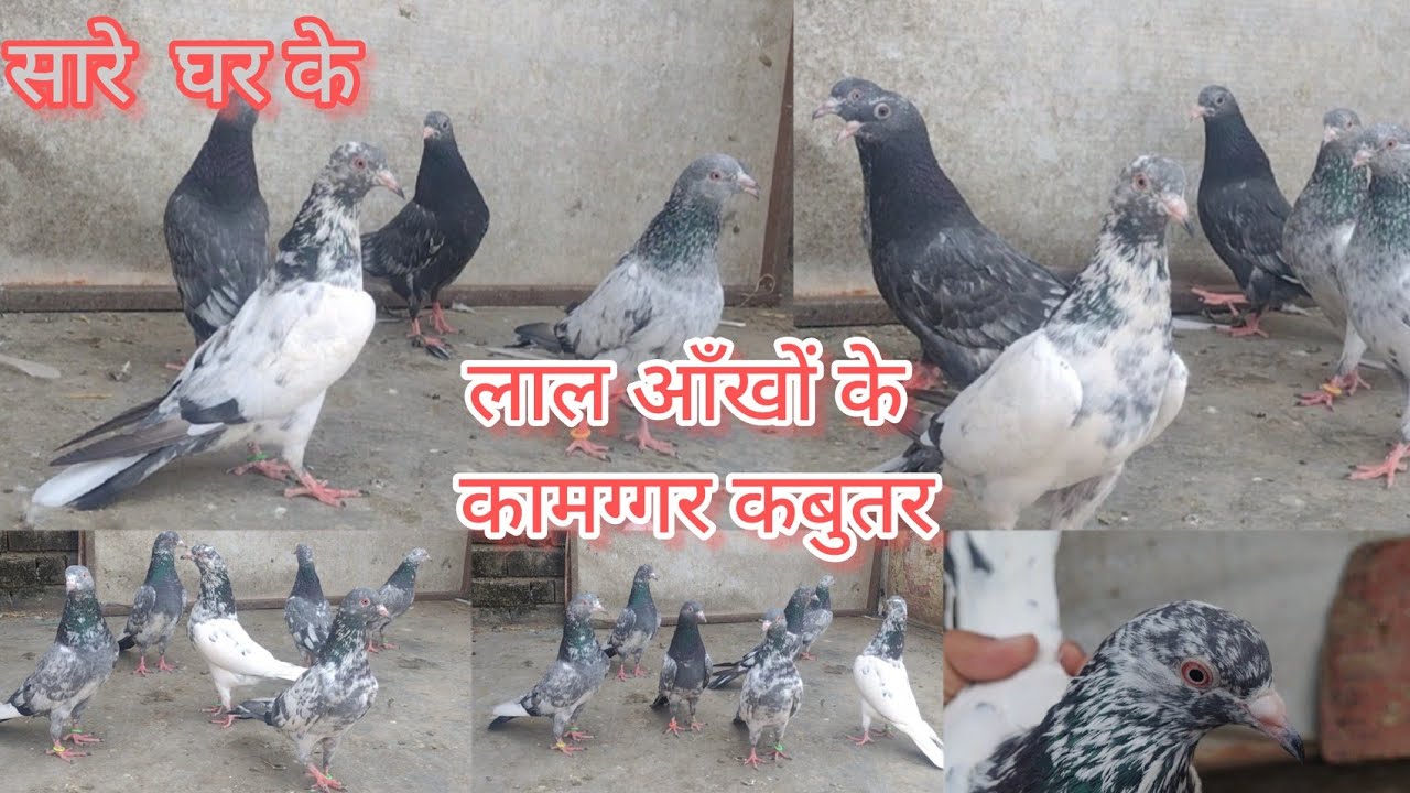 Original laal aakho k kamaggar kabutar.#Kabootar Kingdom UK. - YouTube