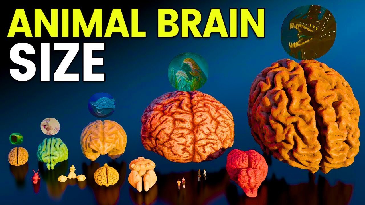 Brain Size Comparison | Animal | Human | Monster | Biggest Brain ...