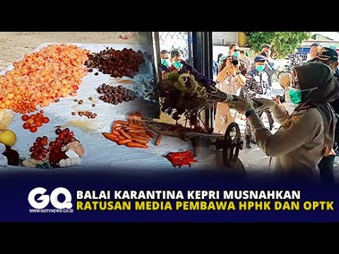 Balai Karantina Kepri Musnahkan Ratusan Media Pembawa HPHK dan OPTK ...