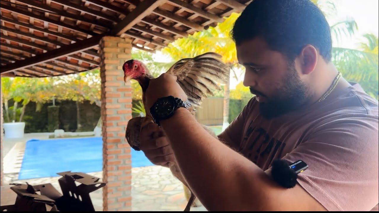 Galo Mura - Manejo e Dicas sobre aves mura brasileiras - Studio Alpha - YouTube