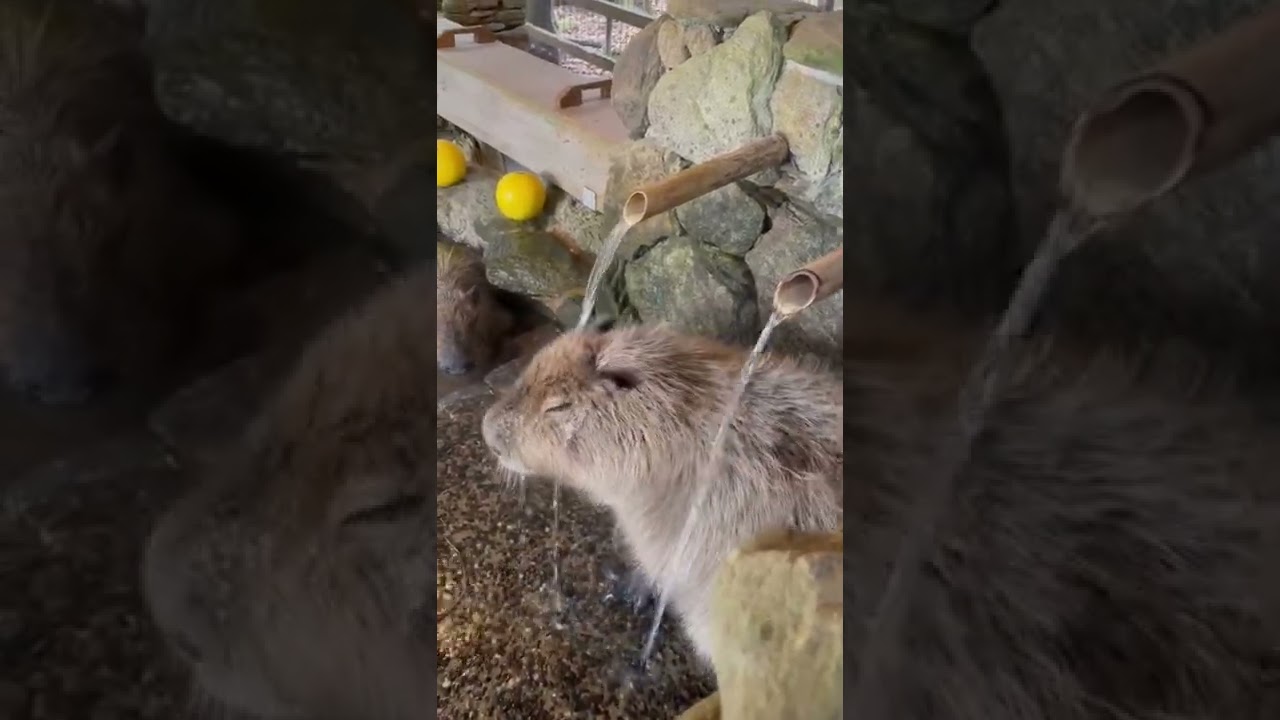 Clean work capybara - YouTube