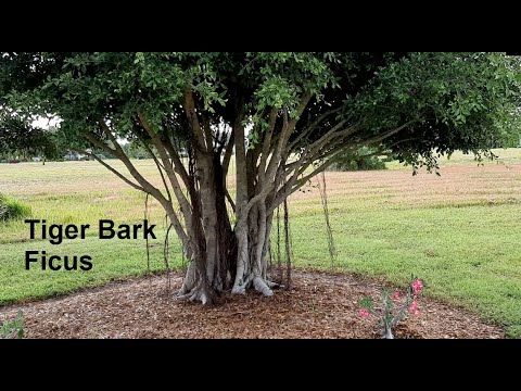 Tiger Bark Ficus and Air Roots - YouTube