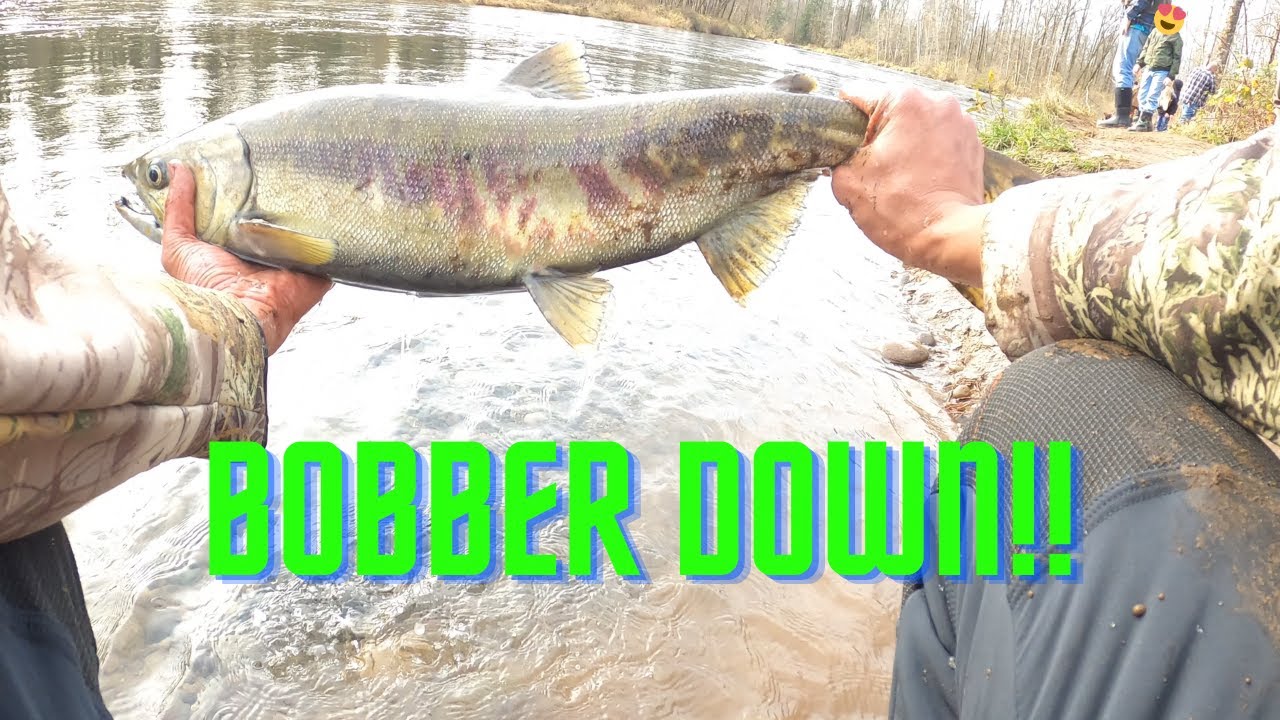 CHASING CHUM: First Ever BOBBER DOWN! (Washington State Salmon Fishing ...