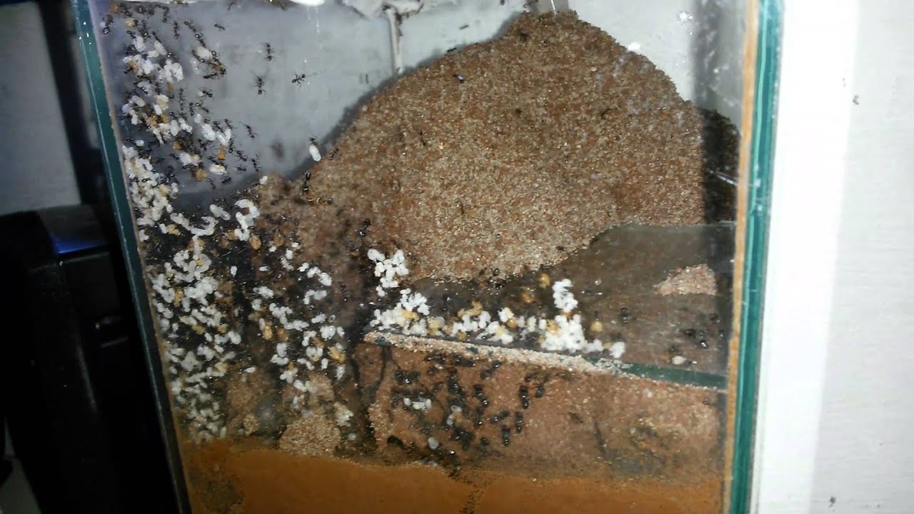 Formigario/formicarium/antfarm Pheidole sp. - YouTube