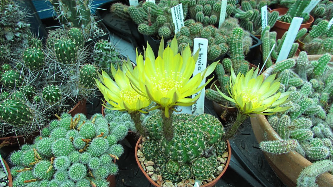 Lobivia arachnacantha Cactus Plant from Buds to beautiful yellow Blooms ...