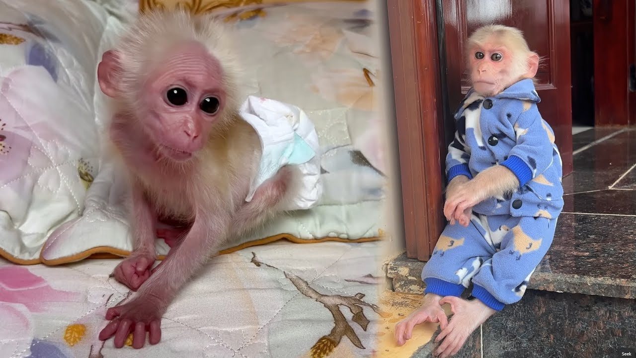 Baby monkey raised and cared for by humans😍! A true story about a ...