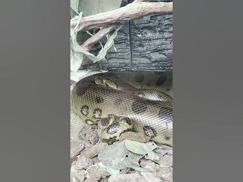 (Zoo Tour) Green Anaconda 動物園-綠森蚺 #shorts - YouTube