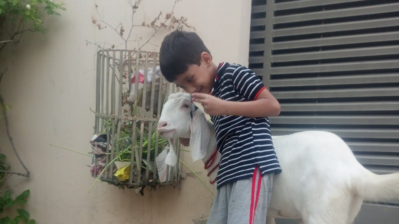Me and My Family Playing with Bakra at Night Walk - YouTube