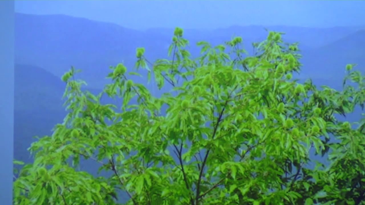 PAC/WCP Program - “The American Chestnut Restoration Project” - YouTube