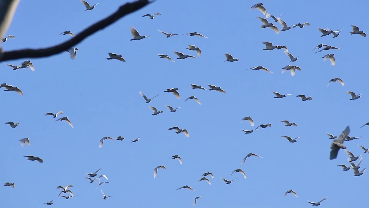 Swan Reach, South Australia - YouTube