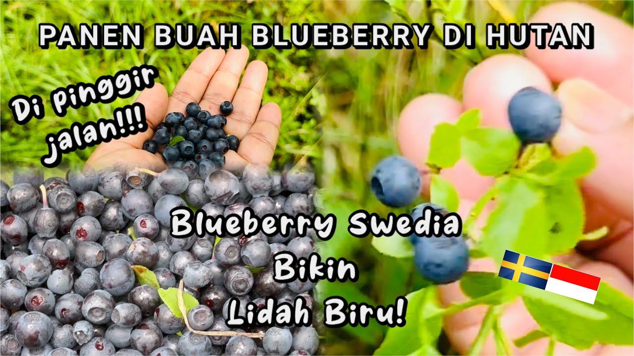 PANEN BUAH BLUEBERRY DI HUTAN DI PINGGIR JALAN DAN DI TENGAH-TENGAH ...