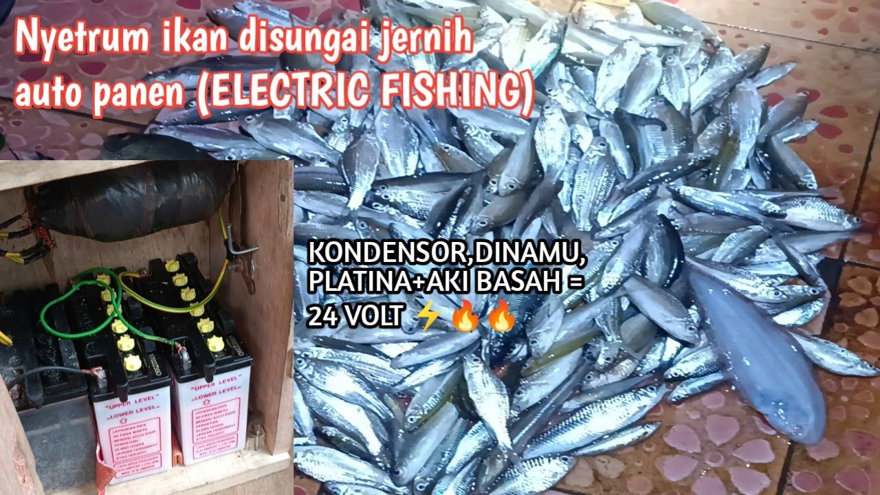 Setrum Ikan Disungai Jernih Pada Malam Hari Hasil Nya Diluar Nurul ...