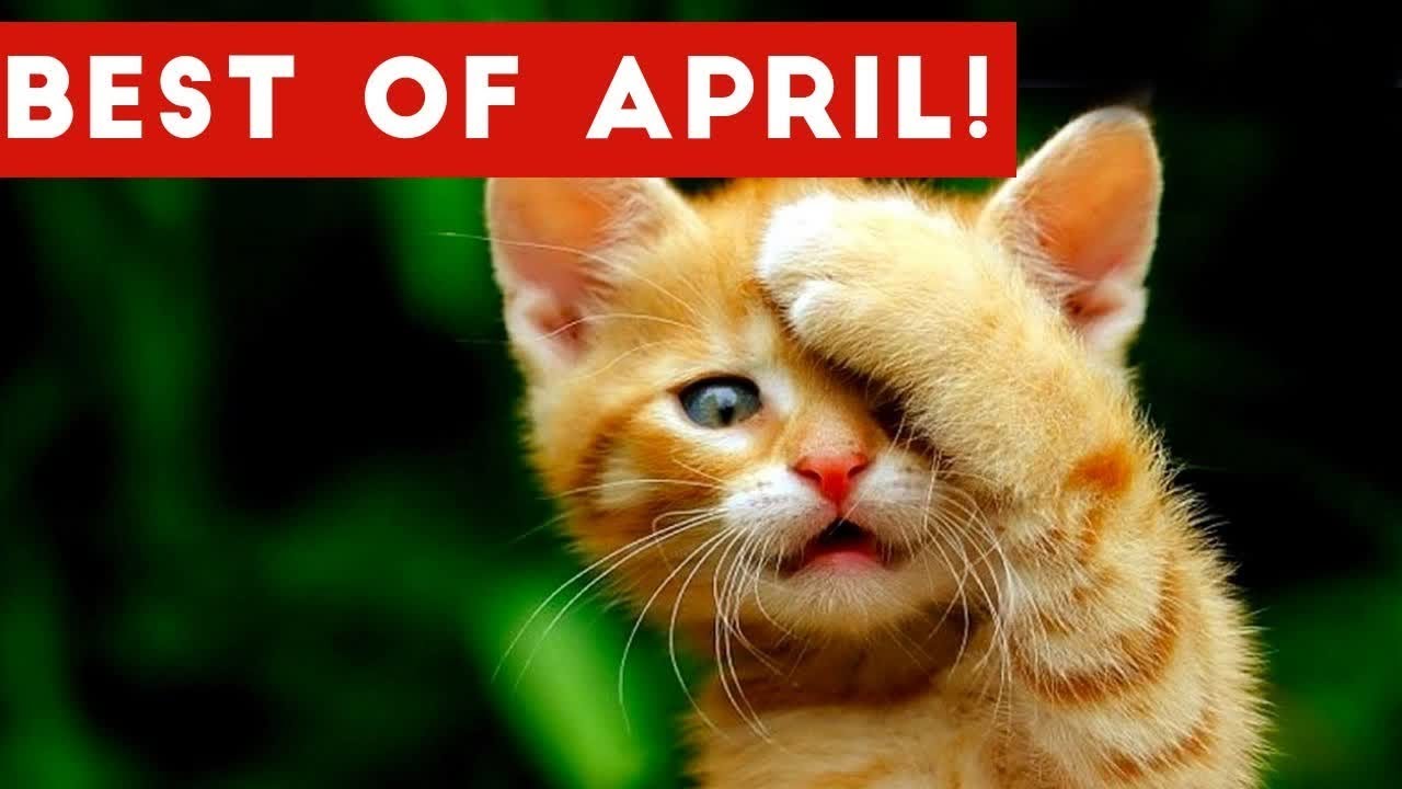 Pets TV Funniest Pet Reactions & Bloopers of April 2017 Funny Pet ...