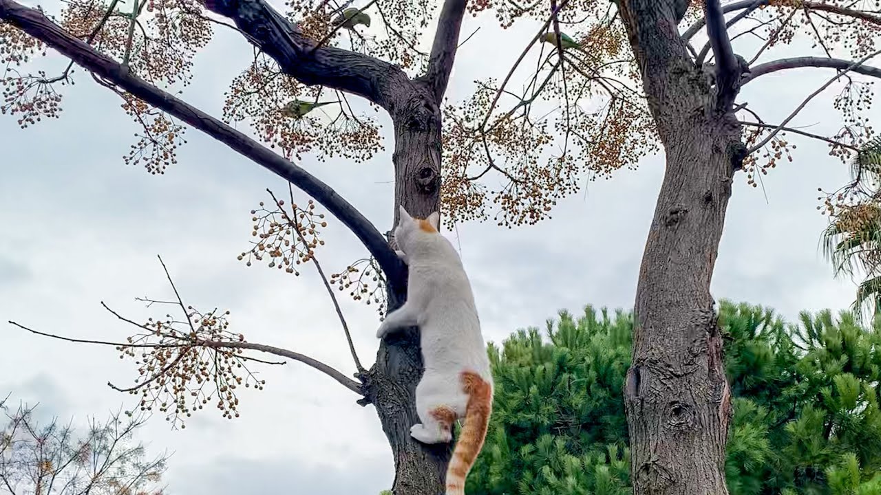 Cat climbed up the tree to hunt the birds - YouTube
