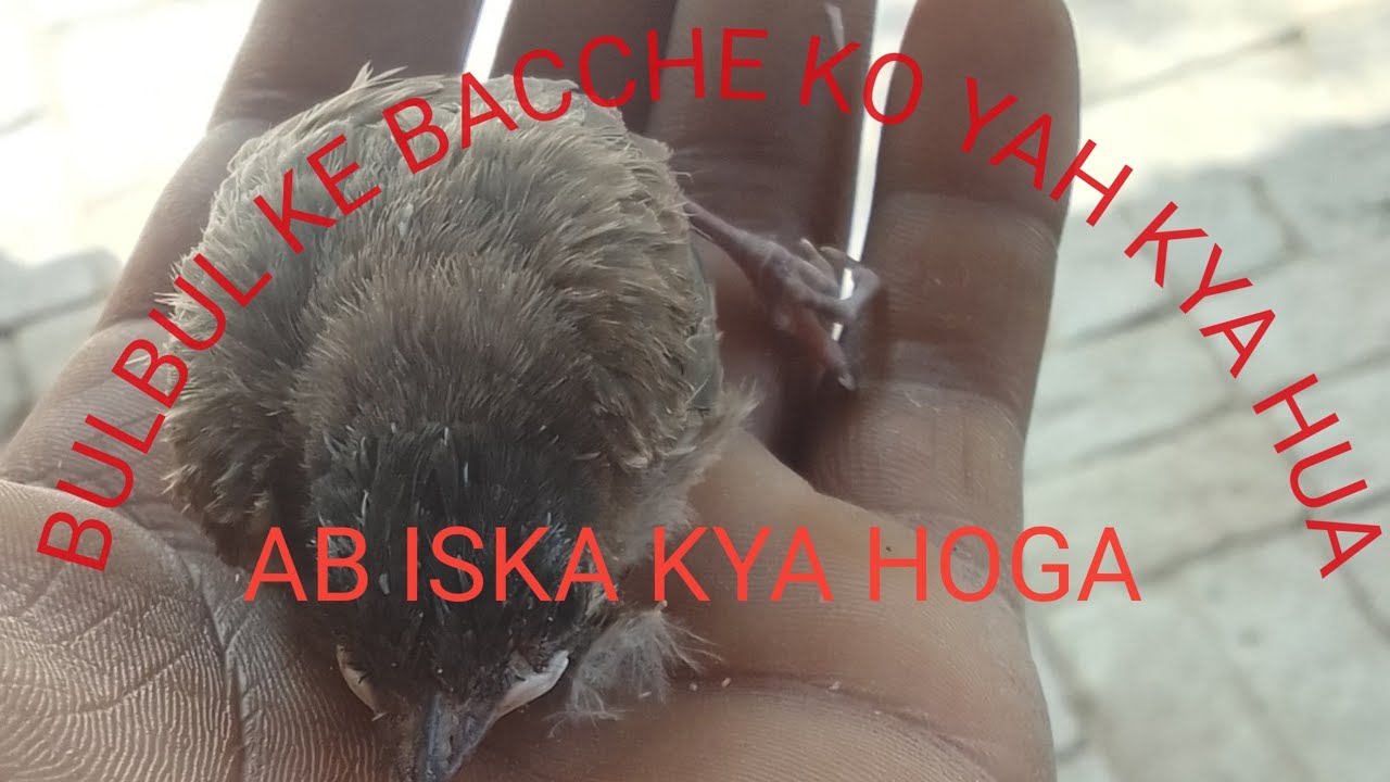 yah kya bichad Gaya bulbul ka baccha यह क्या बिछड़ गया बुलबुल का बच्चा ...