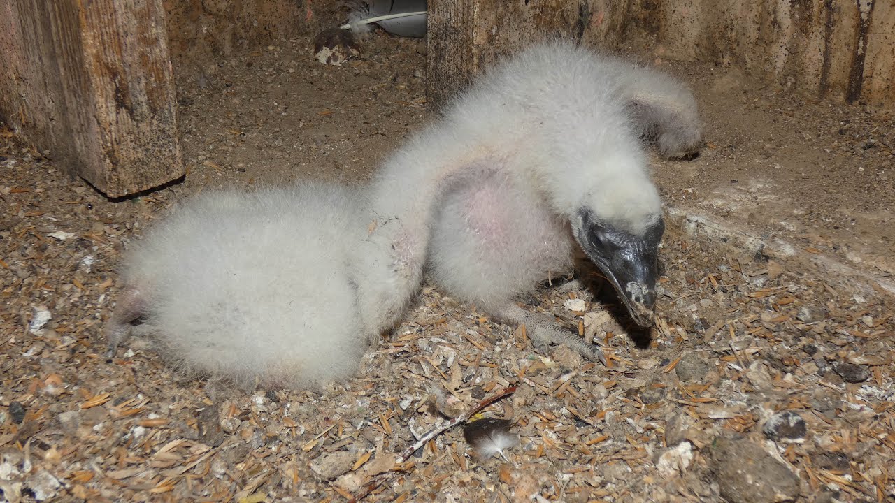 Turkey Vulture chicks - YouTube