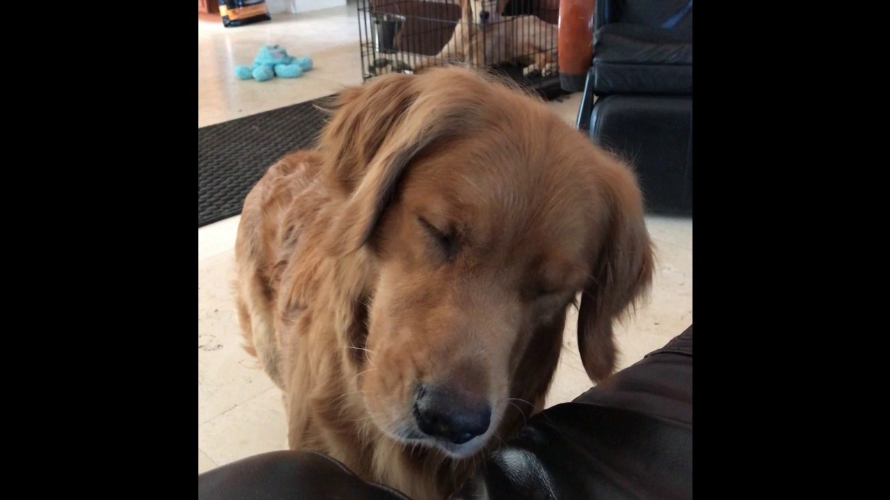 Puppy howl!! - YouTube