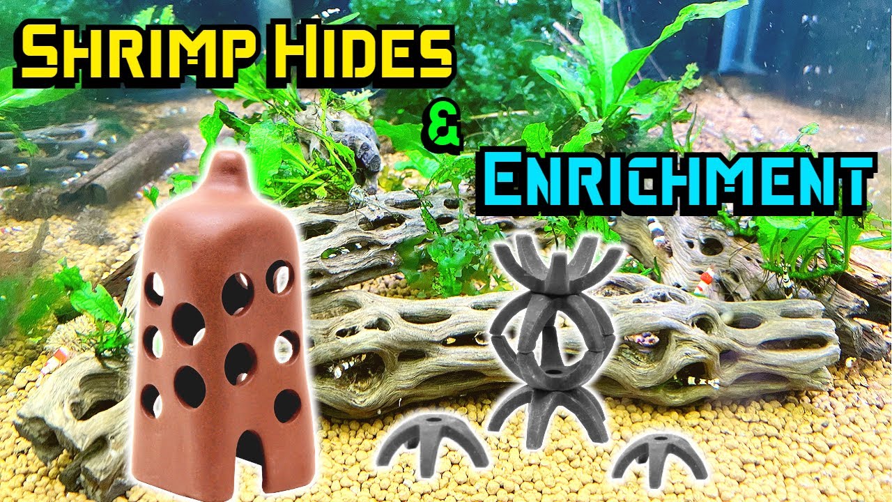 Shrimp Hides and Enrichment - YouTube