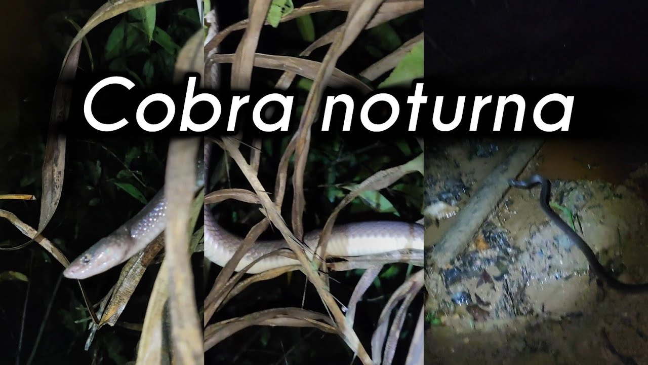Cobra Pseudoboa nigra (a cobra do bem) - YouTube