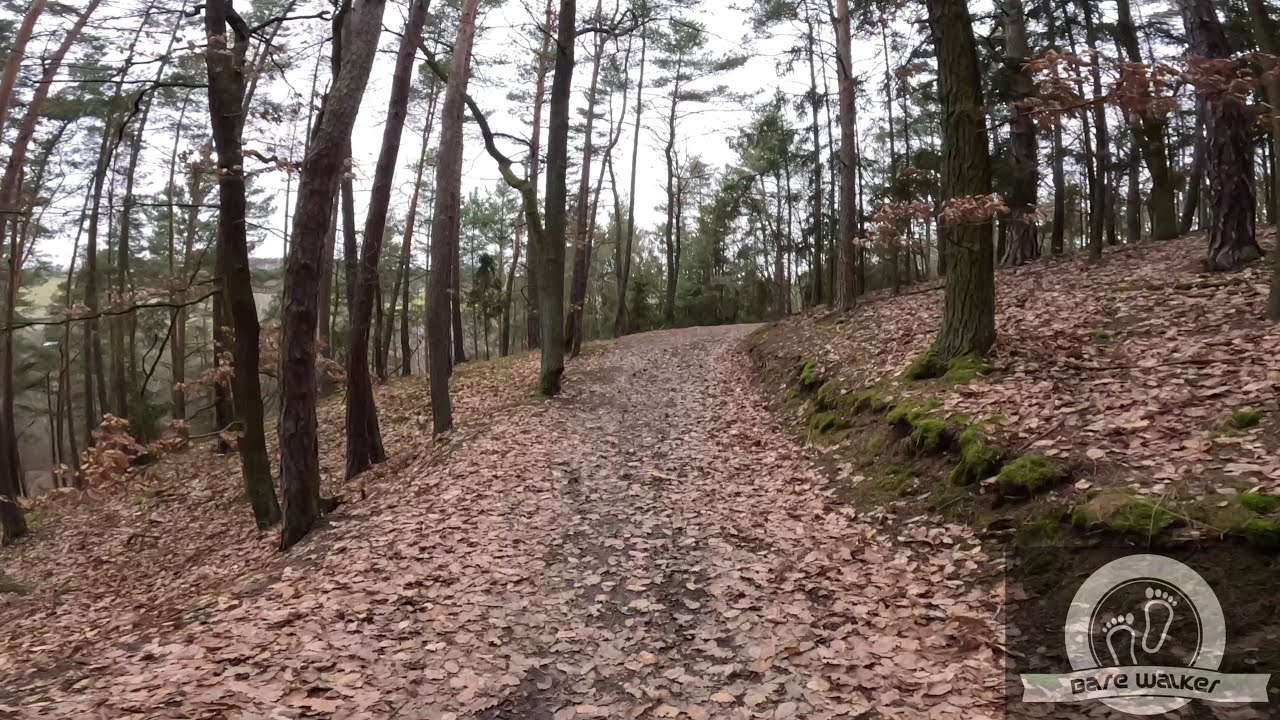 Relax Walking in Forest 4K [Nature Sounds,AMSR] - YouTube