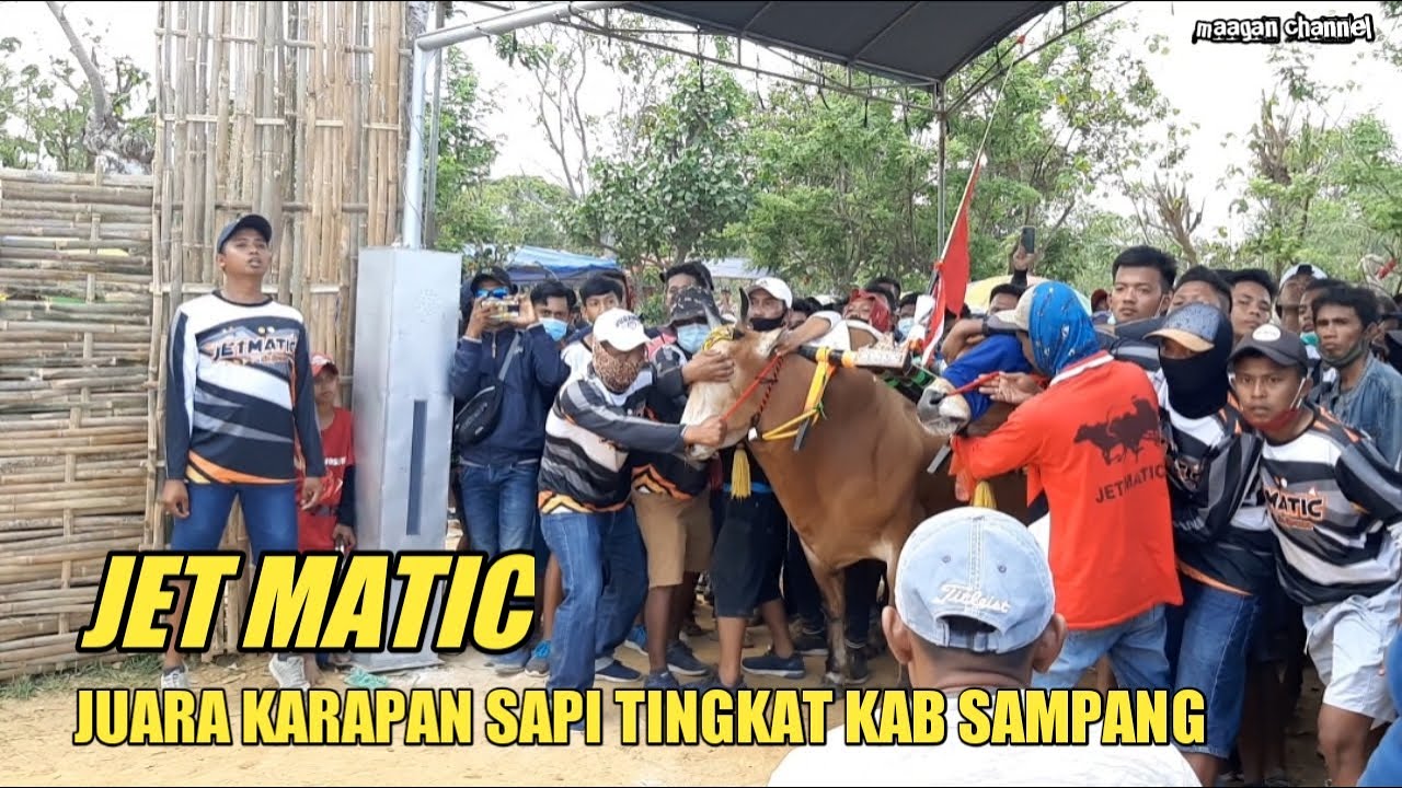 JET MATIC JUARA KARAPAN SAPI TINGKAT KABUPATEN SAMPANG - YouTube