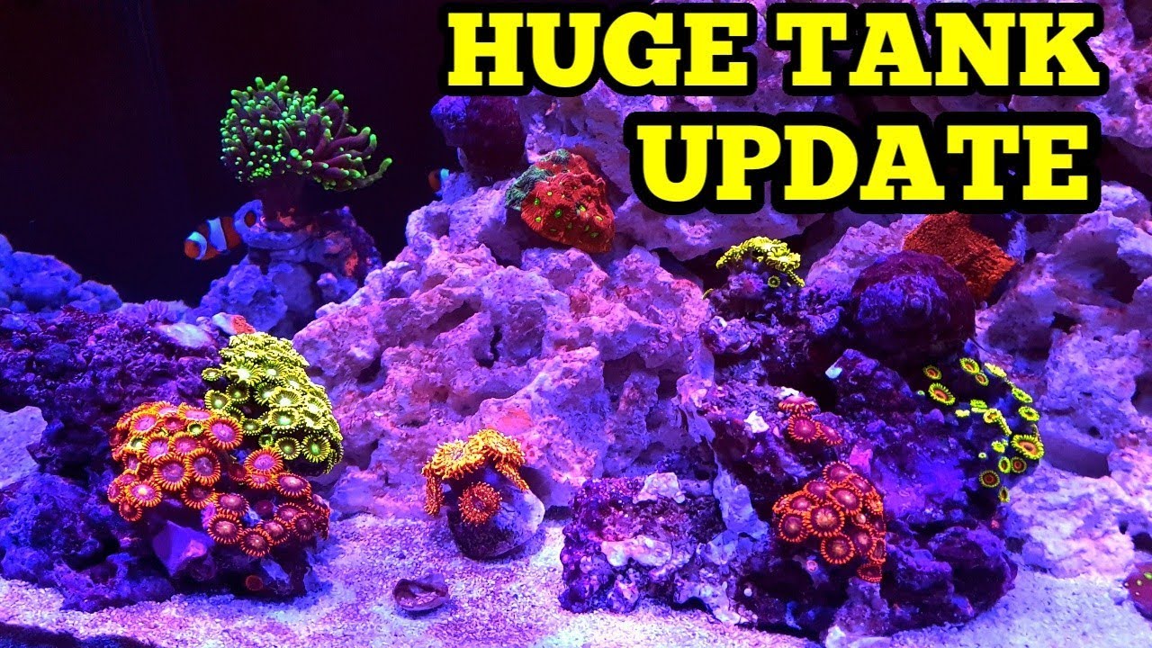 Reef Tank BIG UPDATE | Tank build ep 4 - YouTube