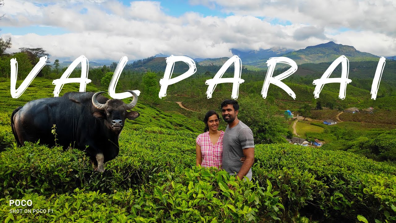 Explore Valparai / Wildlife watching / Bison & wild elephant # ...
