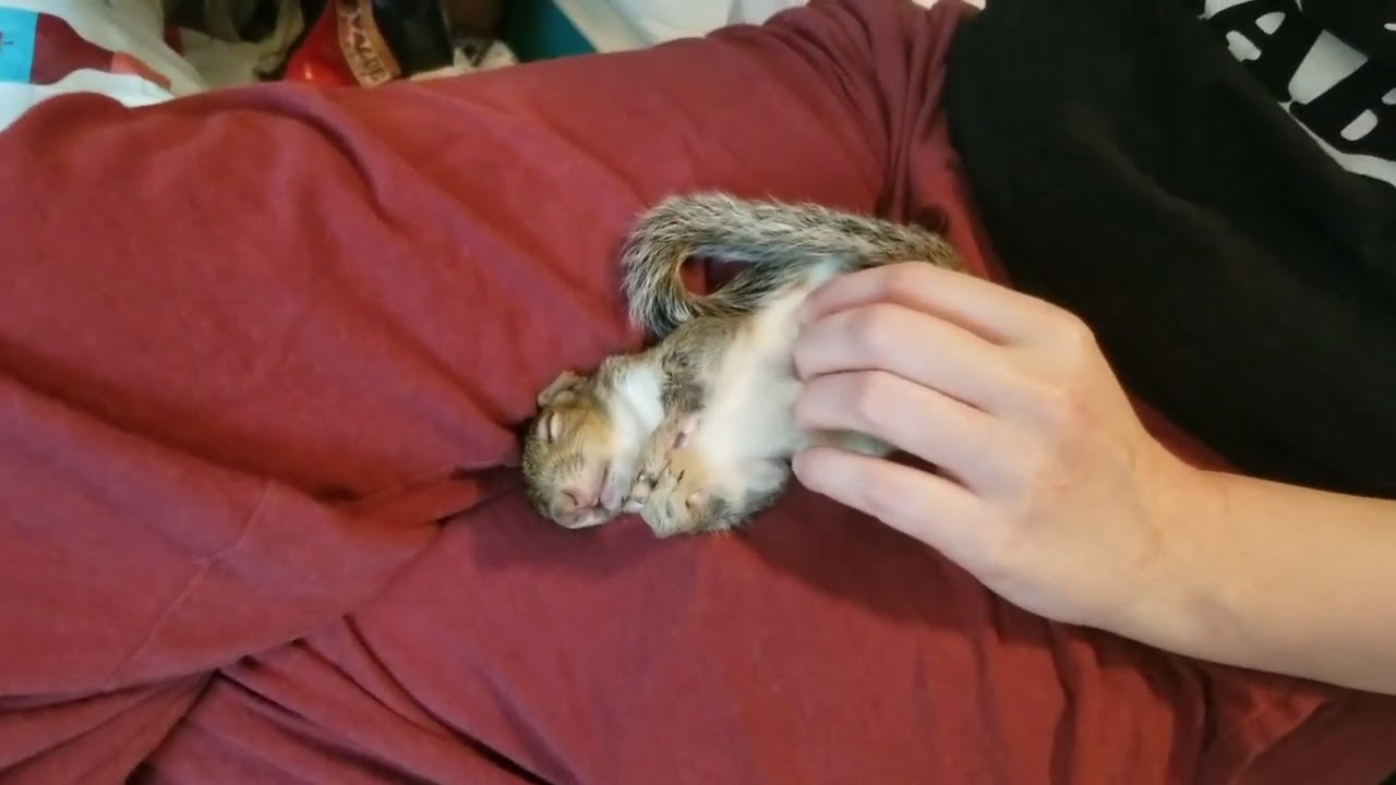 Baby squirrel Hero loves tummy rubs - YouTube