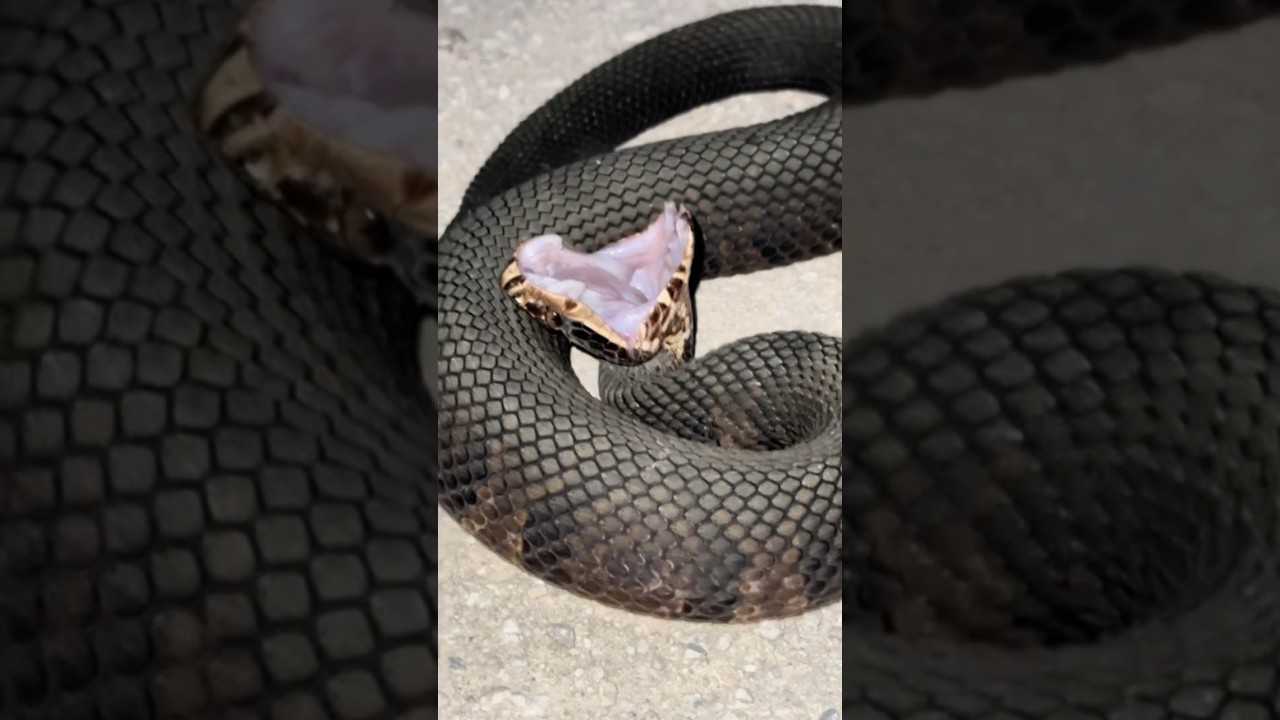 Searching for a 20 foot Burmese python #wildlife#snake#viral#youtube#everglades#alligator# ...