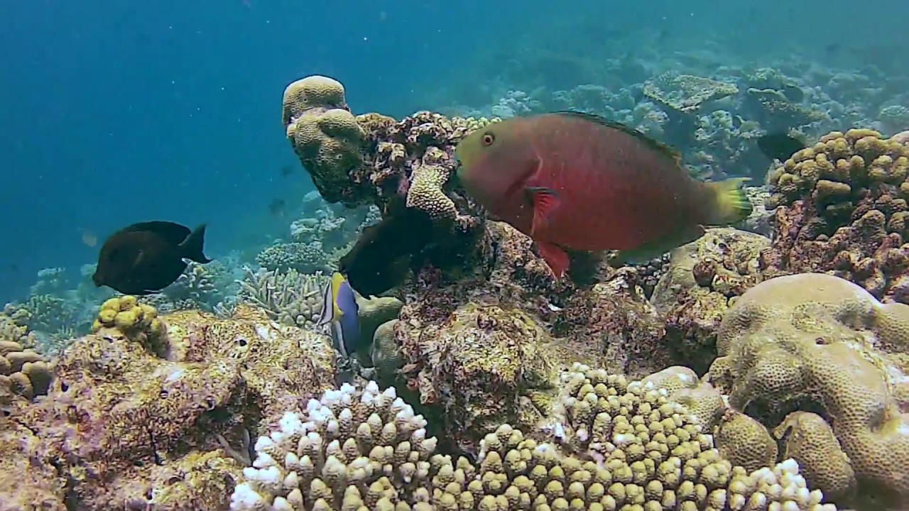 Asdu - Maldives - 2015 - YouTube