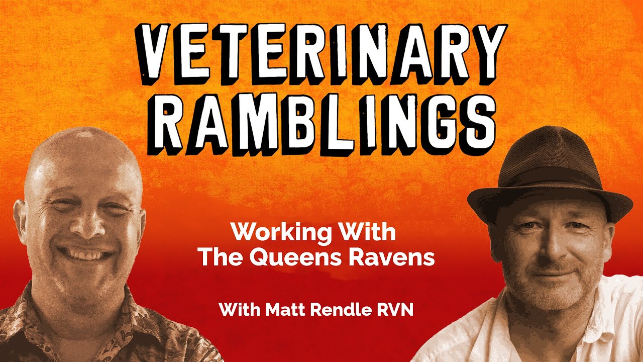 Working With The Queens Ravens With Matt Rendle RVN - YouTube
