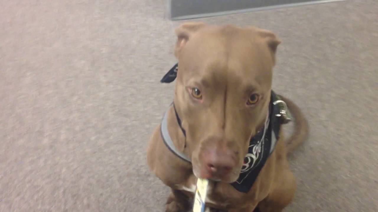 Service dog holds credit card - YouTube