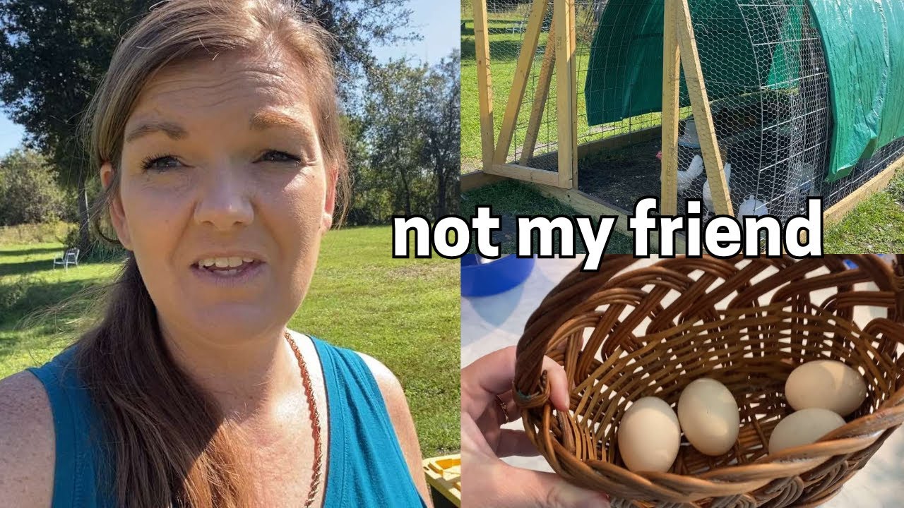 Not my Friend (Chicken Update) | Large Family Vlog - YouTube