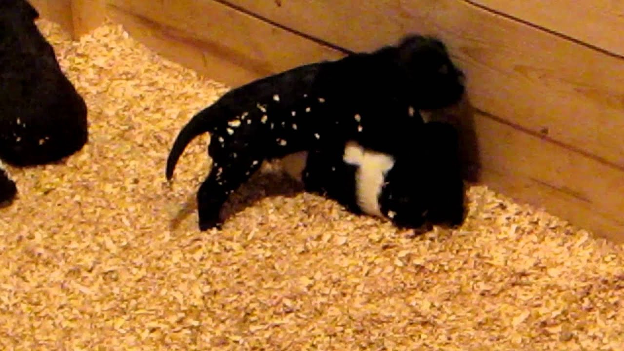Labradinger puppies - YouTube