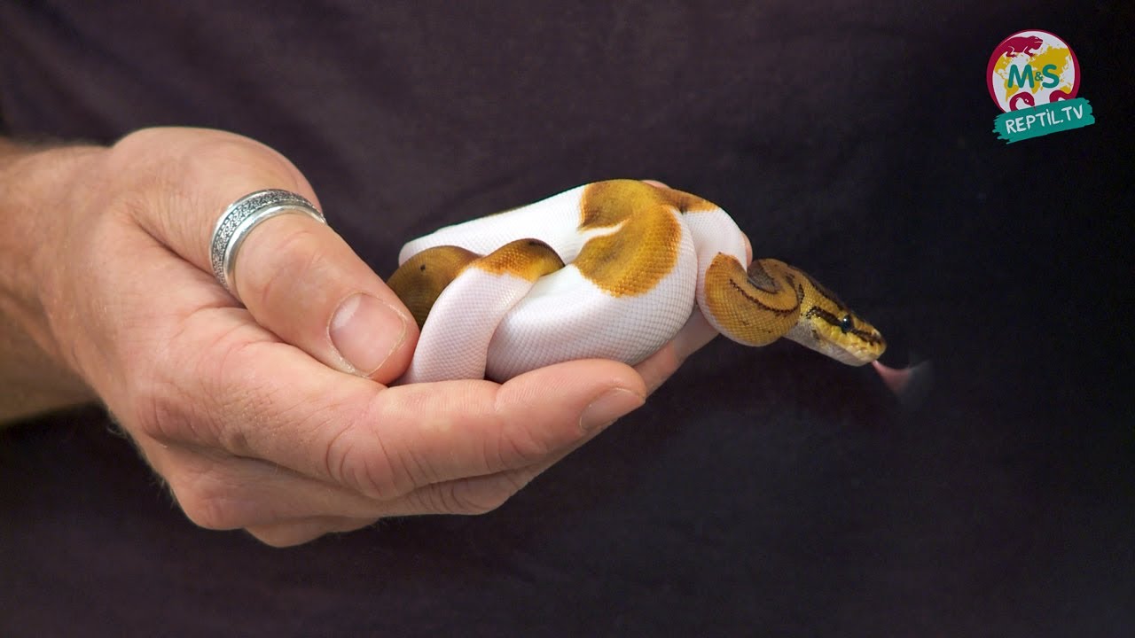 Reptil.TV - Folge 35 - Kochstudio 2 - YouTube