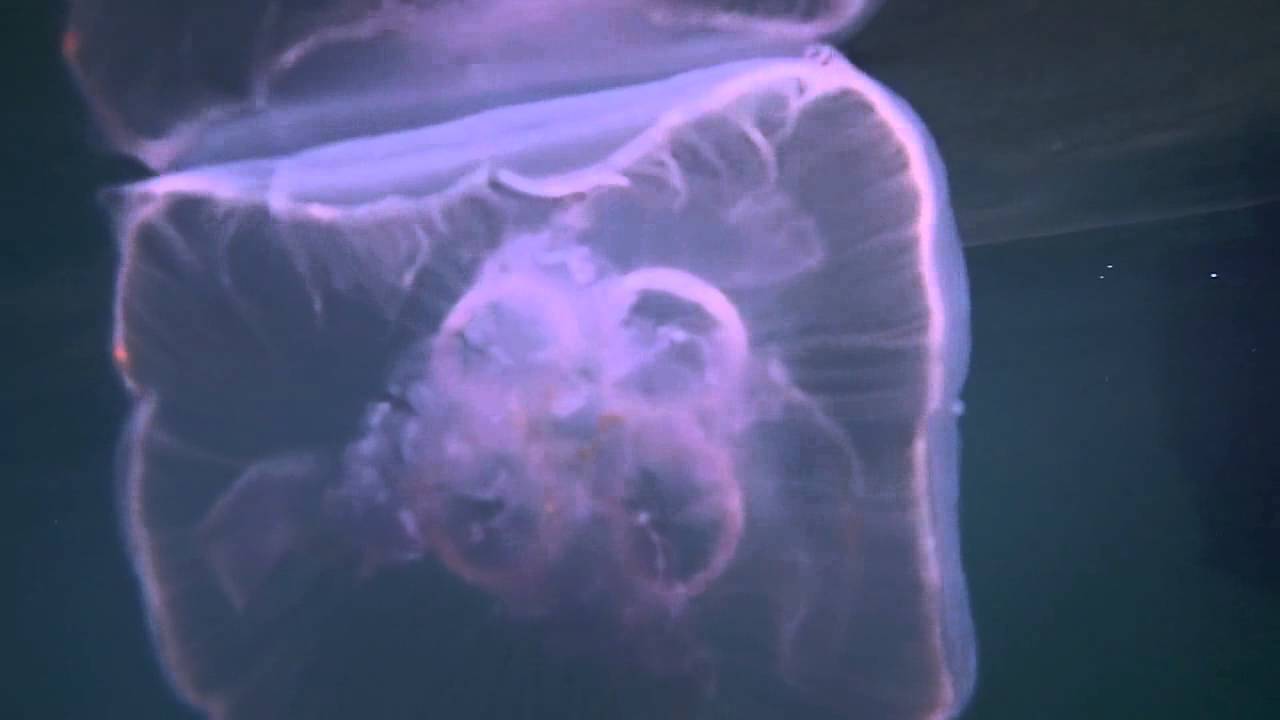 Jellyfish Seabridge Marina 03/21/15 - YouTube