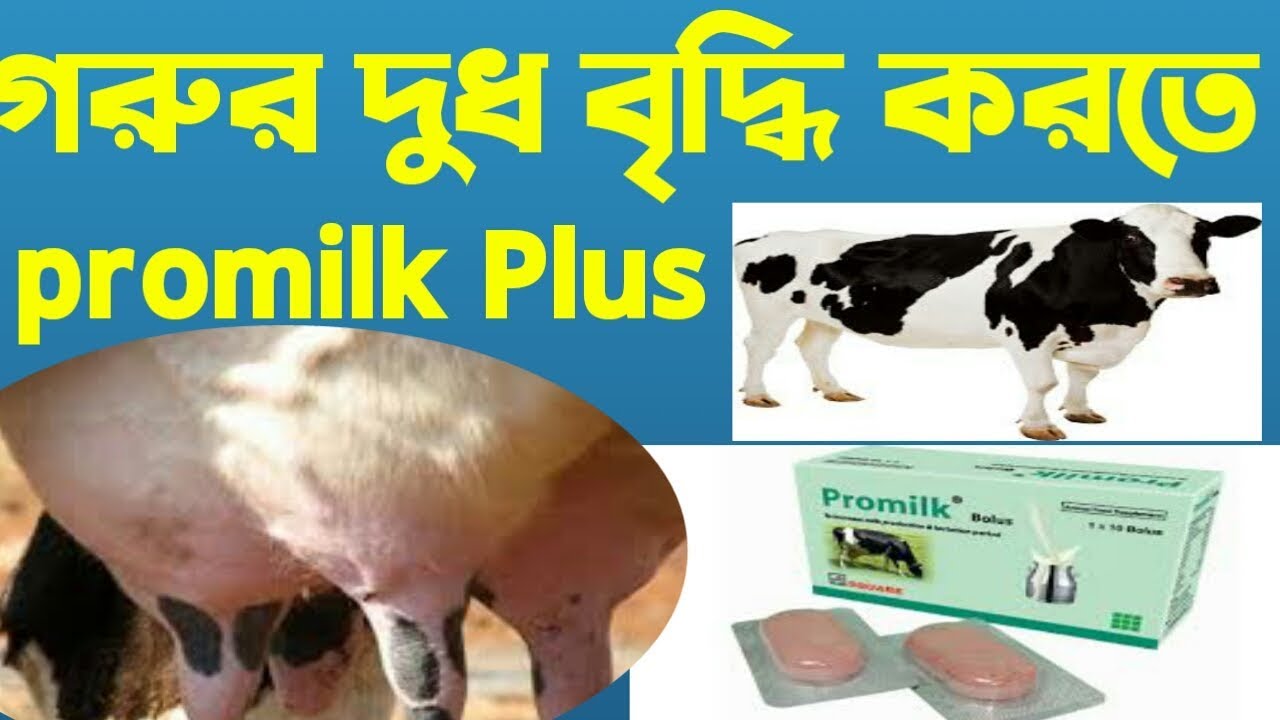 গরুর দুধ বৃদ্ধিতে promilk Bolas | গাভীর দুধ উৎপাদন বাড়ানোর উপায় ...
