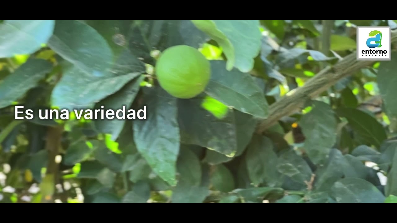 Limón Colima se adapta en el norte de Sinaloa - YouTube