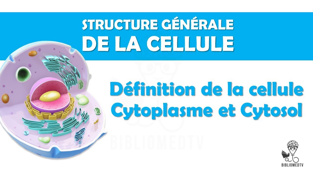 Cytoplasme