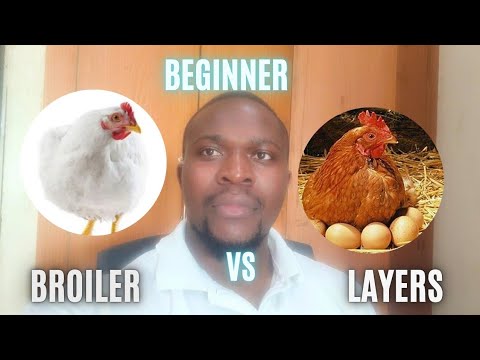Layers vs Broilers Which is More Profitable - YouTube