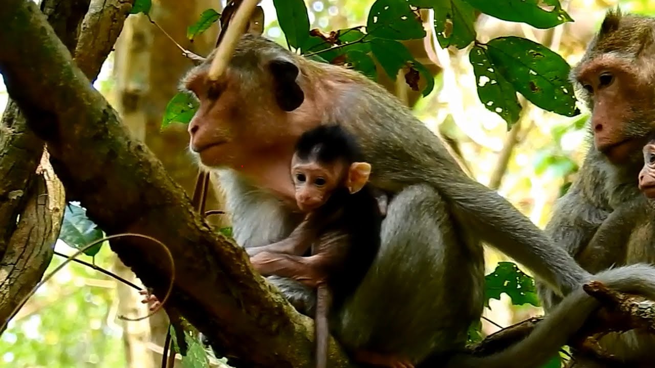 Very cute baby Celine and Calvin, Baby monkey Calvin nursing full milk ...