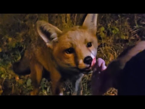 Hand Feeding Foxes At Asda Hunts Cross, Liverpool - YouTube