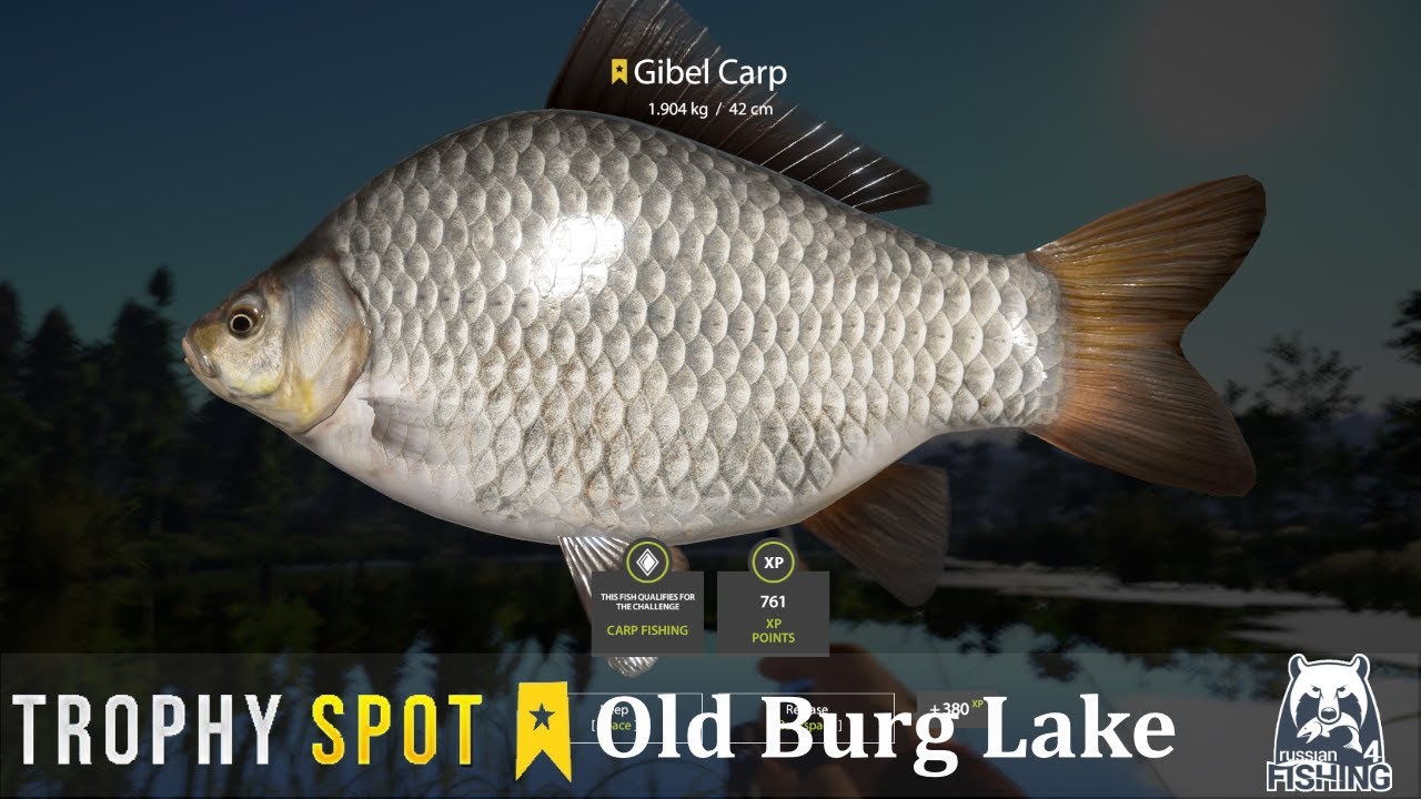 Russian Fishing 4 | Old Burg Lake trophy Gibel Crap spot - YouTube
