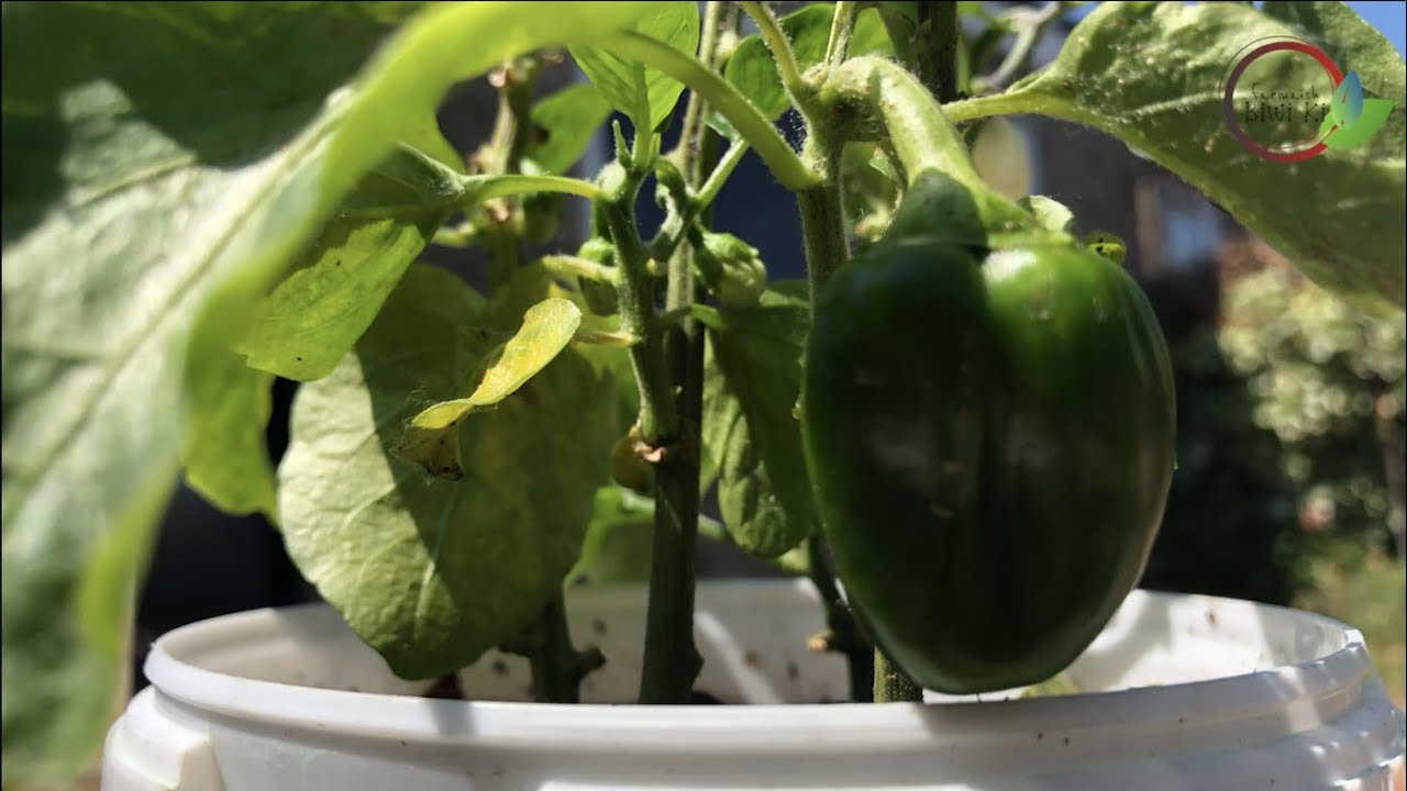 Easiest way to Grow Organic Capsicum/Bell Pepper/Shimla Mirch at home ...