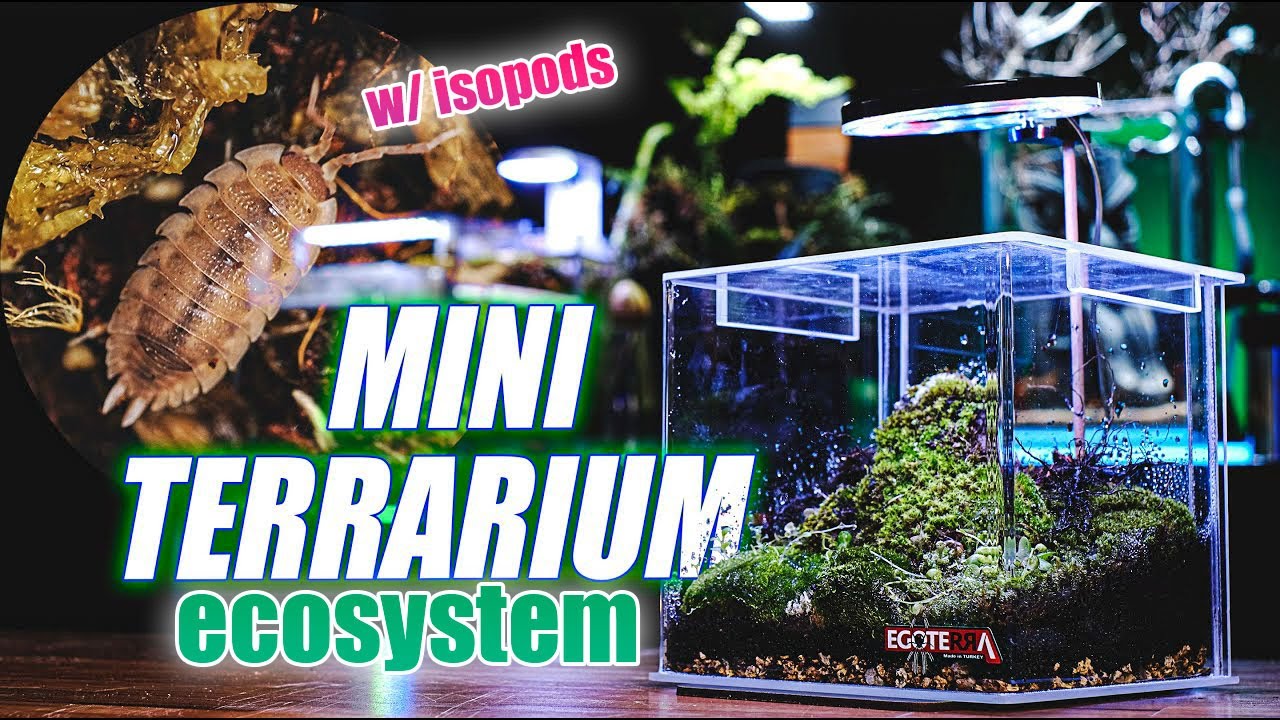 Mini Ecosystem Terrarium with Isopods - YouTube