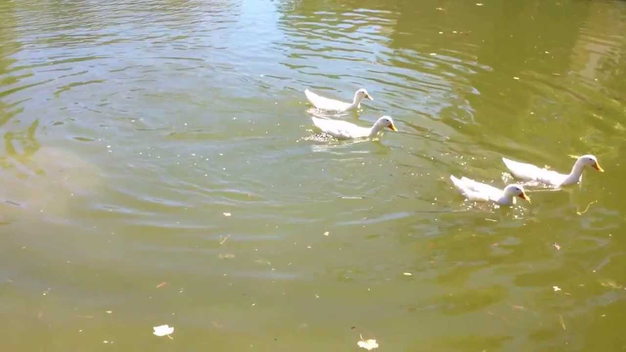IMG 2896 YouTube img-2896-youtube