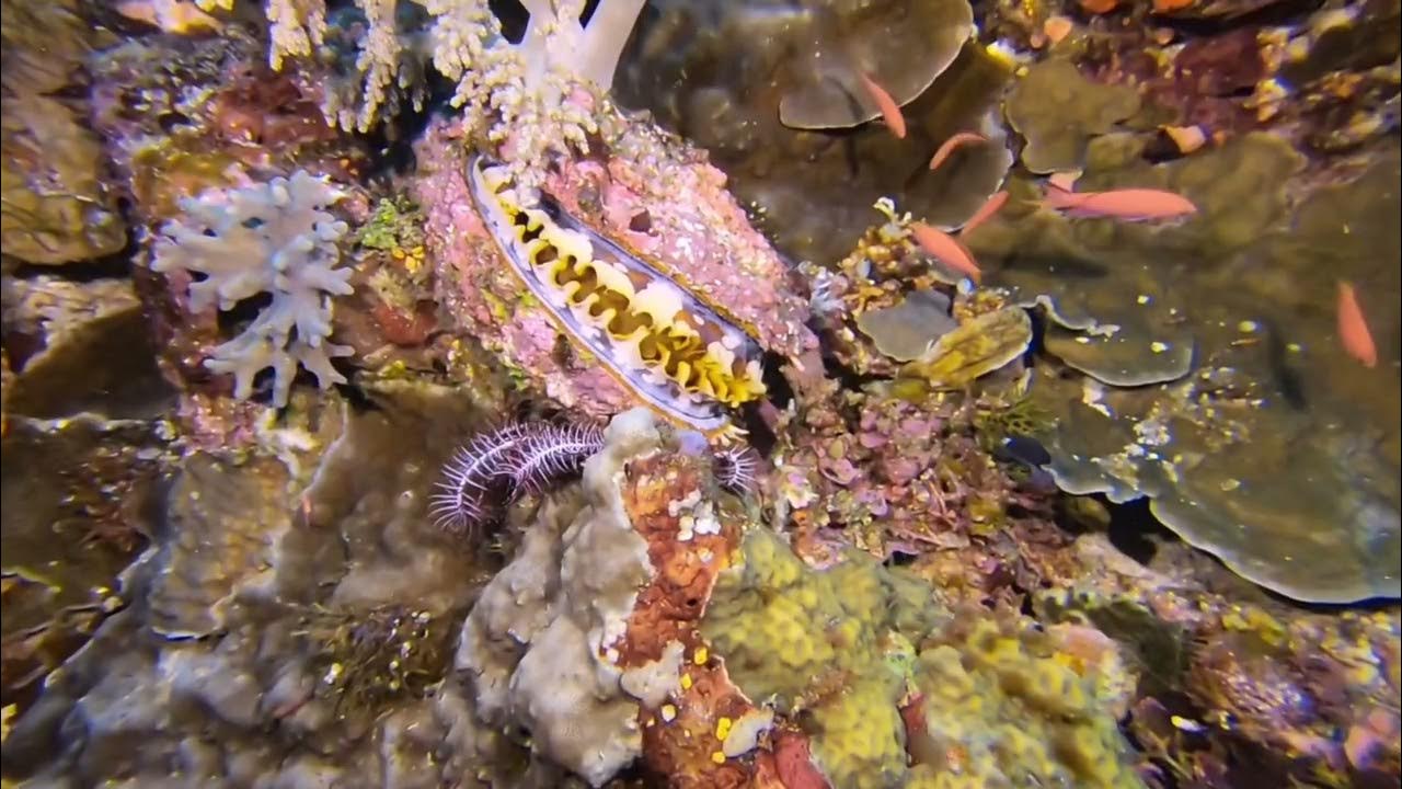 Banda Sea and Forgotten Islands (short version) - YouTube