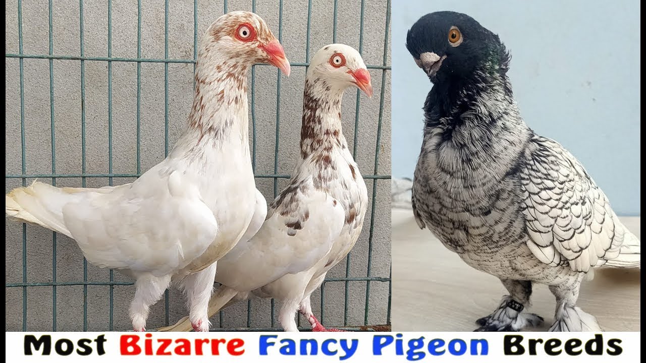 Top Varieties Of Fancy Pigeon #30 - YouTube