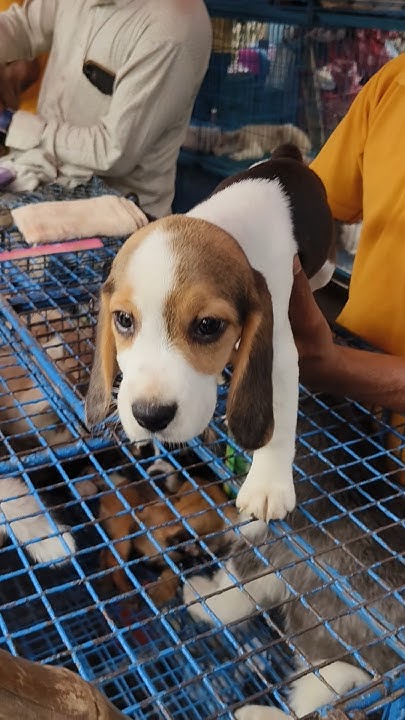 Beagle price update | Galiff Street Pet Market Kolkata | Cute beagle For sale #beagle #shorts # ...